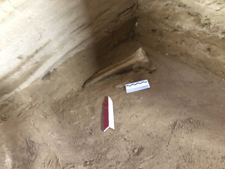 Excavations at Tsagaan Agui Cave in 2021 – PaleoMongolia